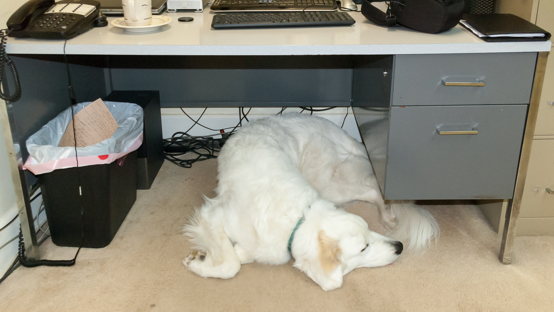The the Great Pyrenees Dog Under Desk - LAND DESIGNS UNLIMITED LLC