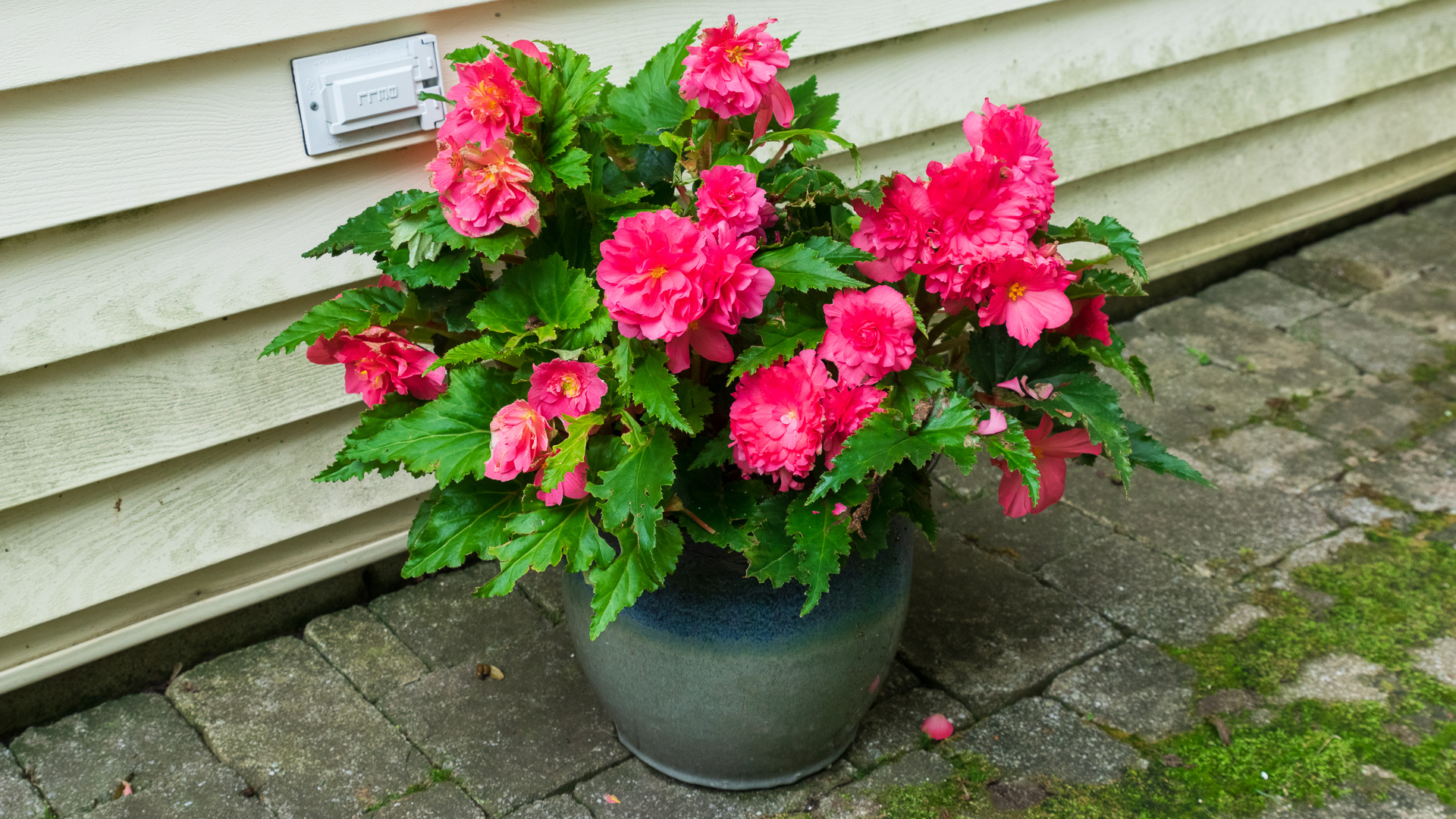 Tuberous Begonia Bloom - LAND DESIGNS UNLIMITED LLC